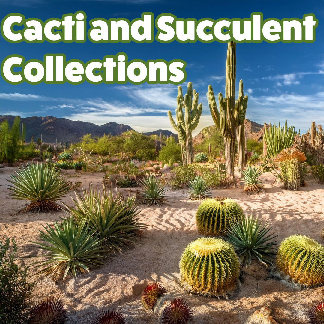 Fun and Easy to Grow Cacti and Succulent Collections – Unique Gardener