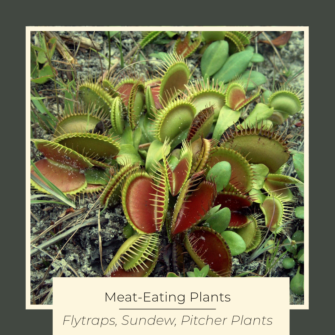 Carnivorous Plants Collection – Unique Gardener