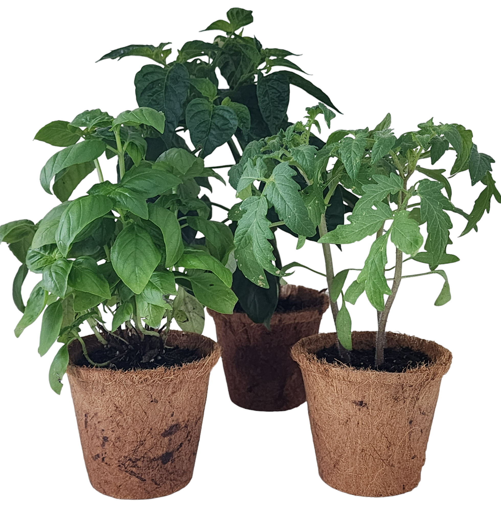 Plant-It Starters – Unique Gardener
