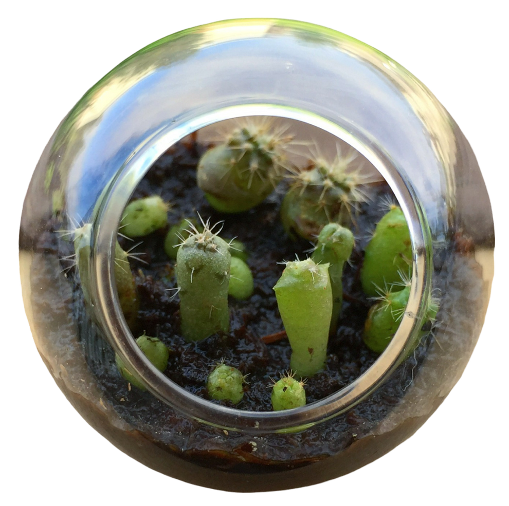 Cacti Tiny Terrariums Bundle - 1 each of 6 Varieties – Unique Gardener